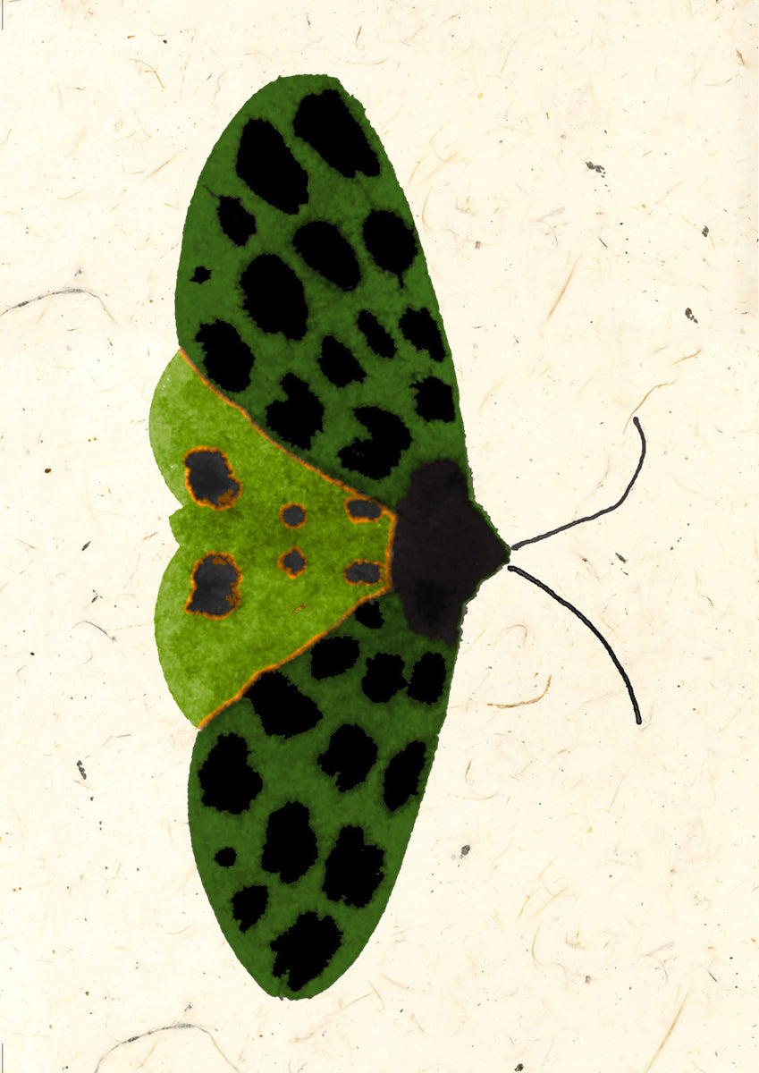 Tiger Moth – JENNY FREAN DESIGN